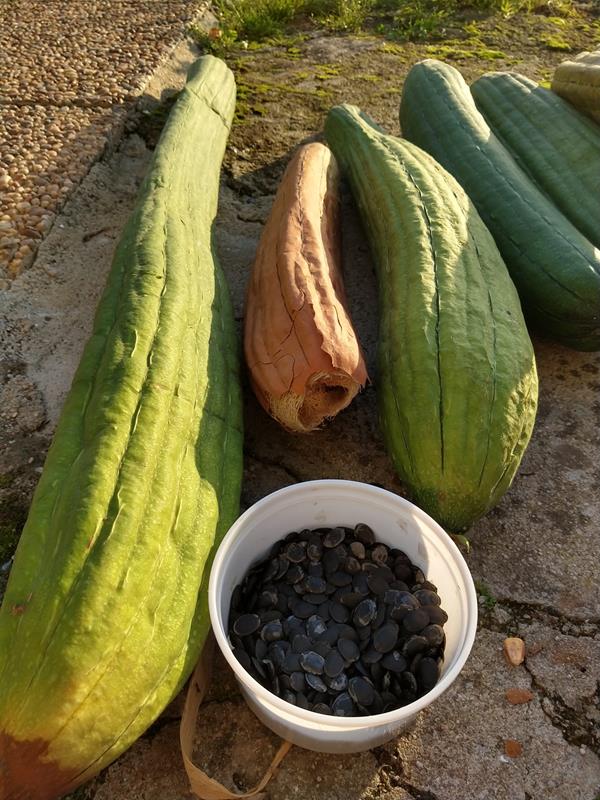 Sementes de Lufa / Luffa, Preço: 0,12 €/un | Loja da Reforma Agrária