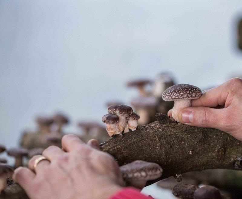 Cogumelos Shitake 5Kg | 10 Caixas de 500g, Preço: 9,00 €/kg | Loja da ...