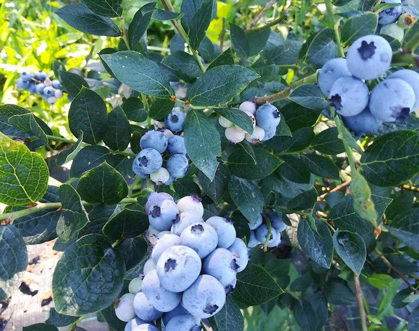 Mirtilos, Preço: 10,00 €/kg | Loja da Reforma Agrária