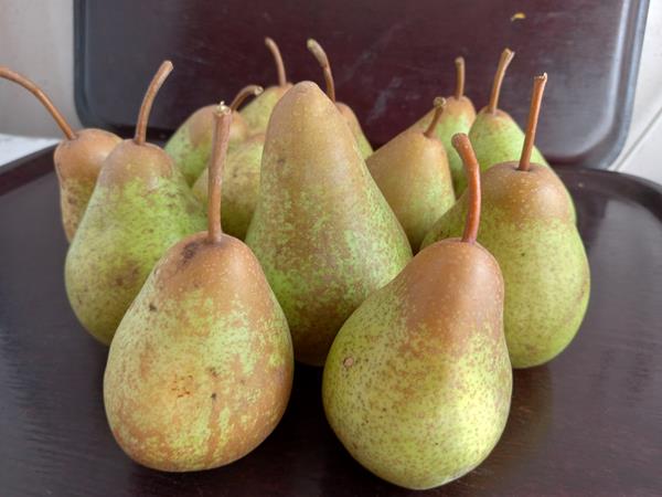 Pera rocha, Preço: 1,00 €/kg | Loja da Reforma Agrária