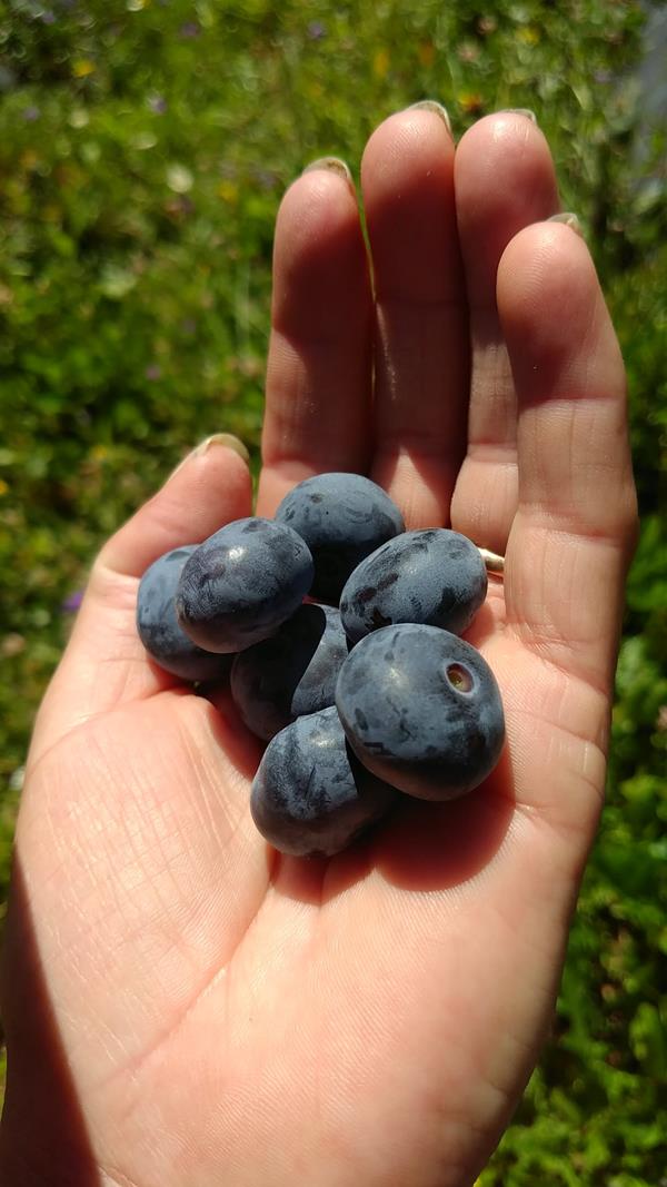 Mirtilos, Preço: 5,00 €/kg | Loja da Reforma Agrária