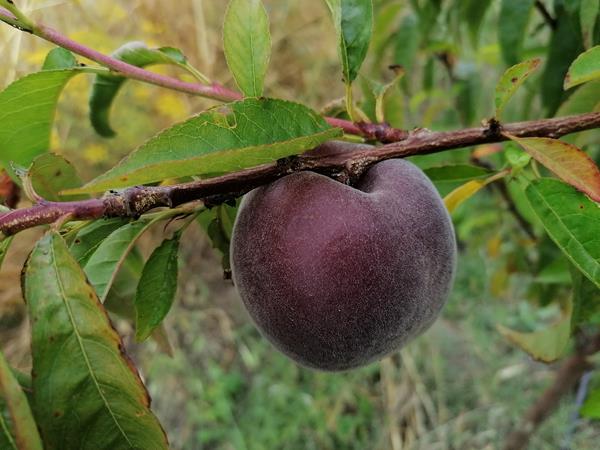 Pêssego vermelho, Preço: 3,00 €/kg | Loja da Reforma Agrária