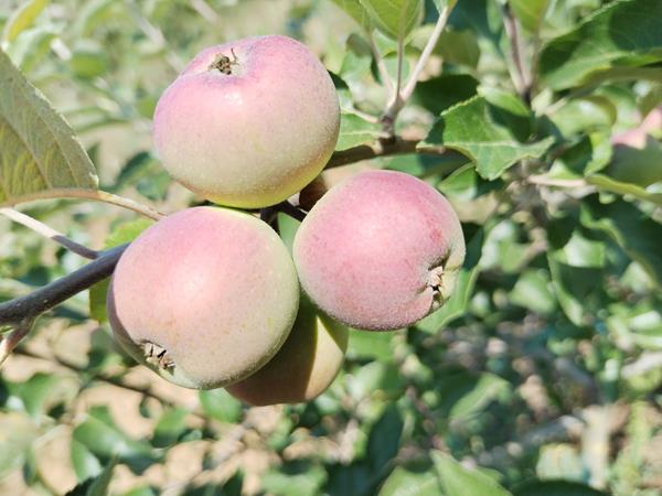 Maçã Querina, Preço: 1,60 €/kg | Loja da Reforma Agrária