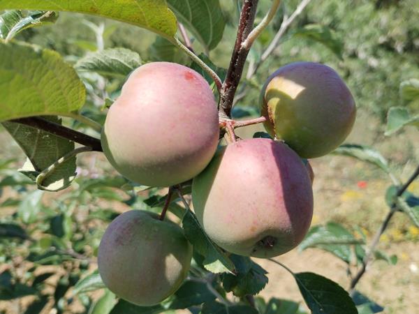 Maçã Querina, Preço: 1,60 €/kg | Loja da Reforma Agrária