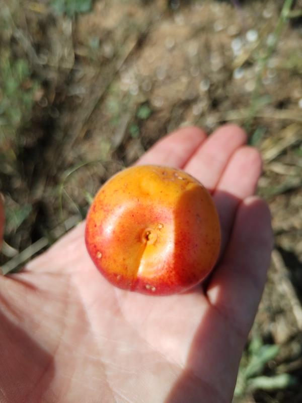Damasco / alperce, Preço: 3,50 €/kg | Loja da Reforma Agrária