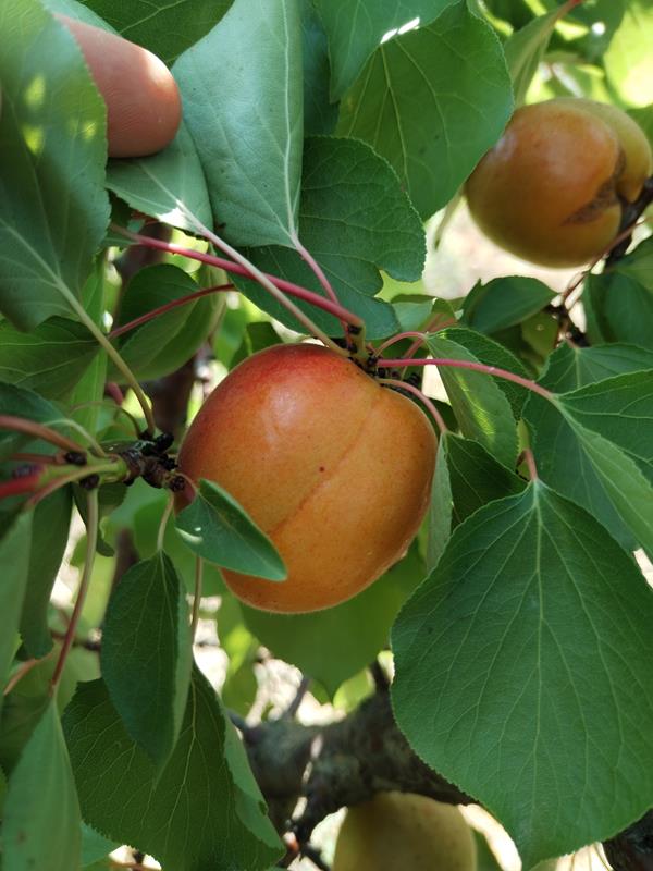 Damasco / alperce, Preço: 2,70 €/kg | Loja da Reforma Agrária