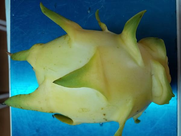 Pitaya Nacional, Preço: 8,33 €/kg | Loja da Reforma Agrária