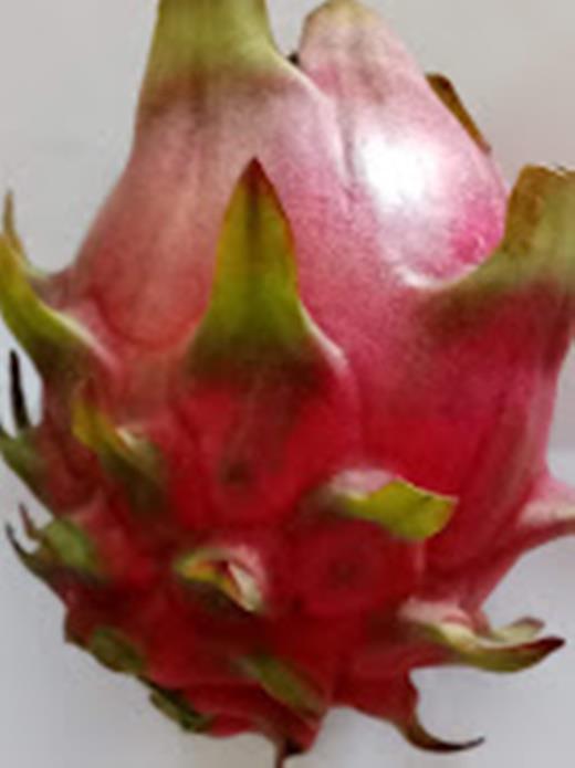 Pitaya Nacional, Preço: 8,33 €/kg | Loja da Reforma Agrária