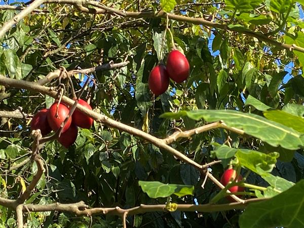 Tamarilho, Preço: 2,50 €/kg | Loja da Reforma Agrária