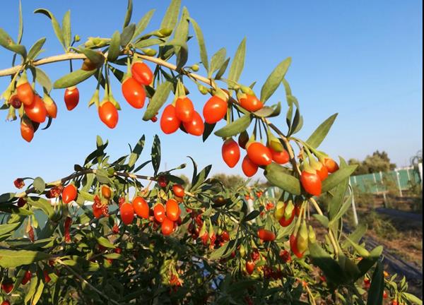 Bagas de Goji Biológicas Frescas, emb. 100g, Preço: 3,30 €/emb | Loja ...