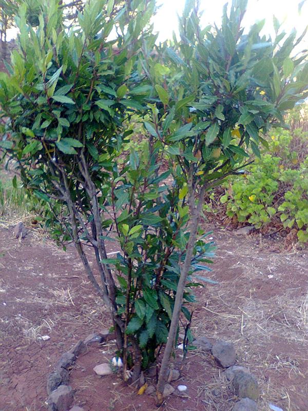 Loureiro - planta, Preço: 2,00 €/un | Loja da Reforma Agrária