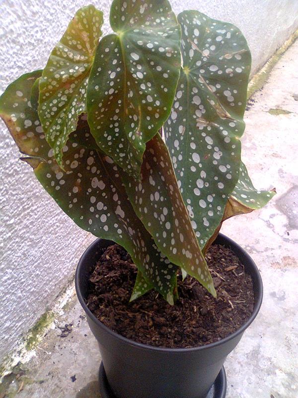 Planta begónia chuva de prata, Preço: 2,00 €/un | Loja da Reforma Agrária