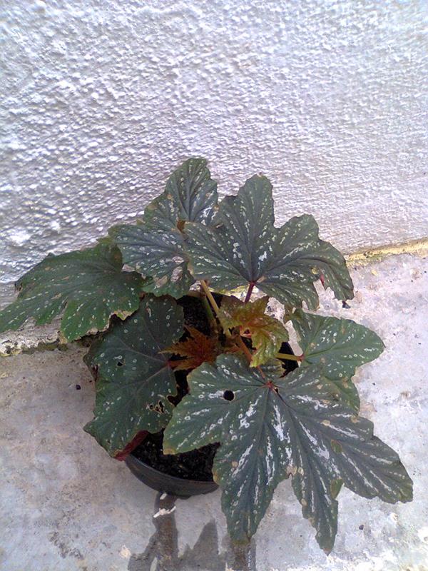 Planta begónia chuva de prata, Preço: 2,00 €/un | Loja da Reforma Agrária