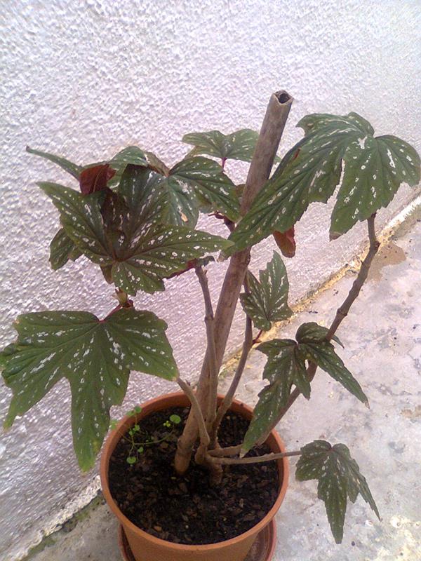 Planta begónia chuva de prata, Preço: 2,00 €/un | Loja da Reforma Agrária