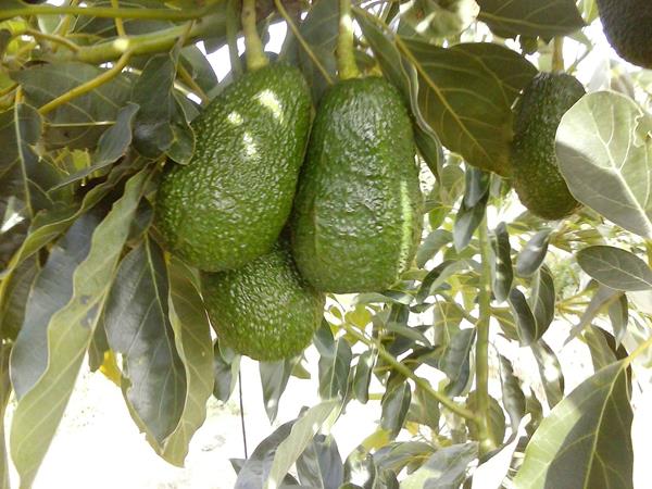 Pera Abacate (HASS e FUERTE), Preço: 2,50 €/kg | Loja da Reforma Agrária