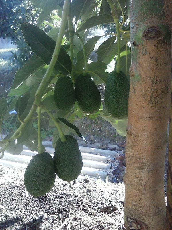 Pera Abacate (HASS e FUERTE), Preço: 2,50 €/kg | Loja da Reforma Agrária