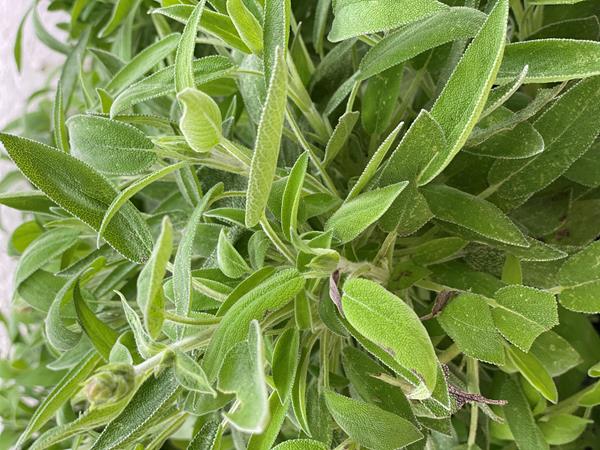 Salva / Salvia officinalis, Preço: 0,05 €/gr | Loja da Reforma Agrária