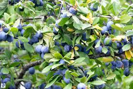 Abrunhos, Preço: 2,50 €/kg | Loja da Reforma Agrária