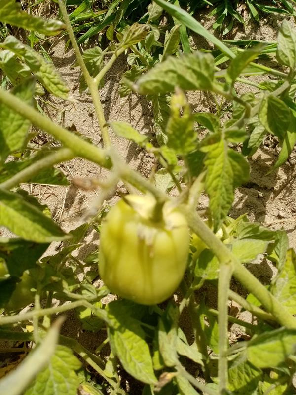 Tomate Chucha, Preço: 1,50 €/kg | Loja da Reforma Agrária