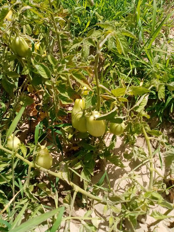 Tomate Chucha, Preço: 1,50 €/kg | Loja da Reforma Agrária