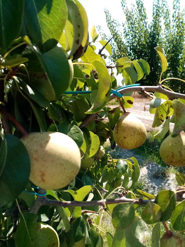 Pêra rocha, Preço: 1,50 €/kg | Loja da Reforma Agrária