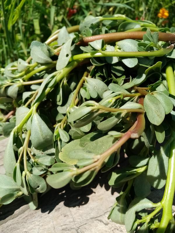 Beldroegas, Preço: 0,00 €/gr | Loja da Reforma Agrária