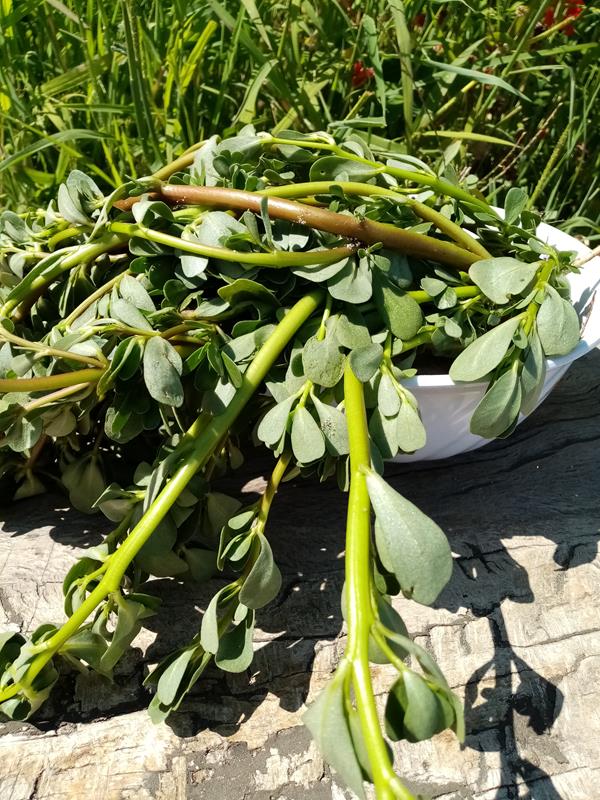 Beldroegas, Preço: 0,00 €/gr | Loja da Reforma Agrária