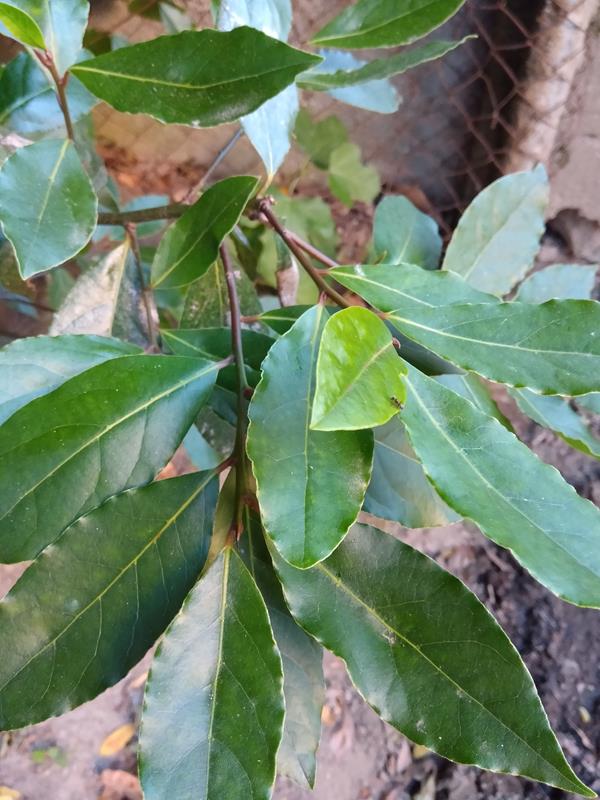 Louro (50gr), Preço: 0,80 €/emb | Loja da Reforma Agrária