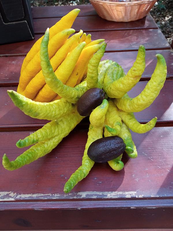 Limão Caviar, Preço: 30,00 €/kg | Loja da Reforma Agrária