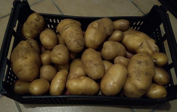 Batata branca (Ágria) - Colheita 2025, Preço: 20,00 €/emb | Loja da ...