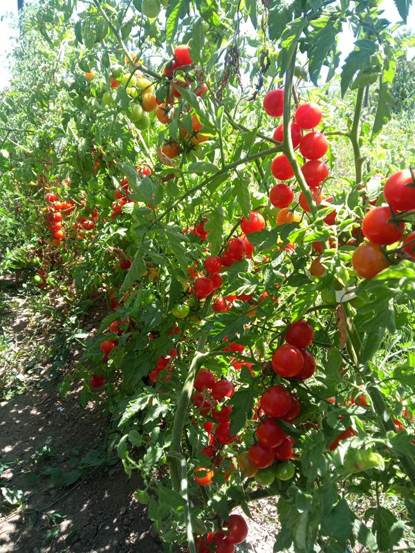 Tomate Cherry Mini Chucha, Preço: 2,50 €/kg | Loja da Reforma Agrária