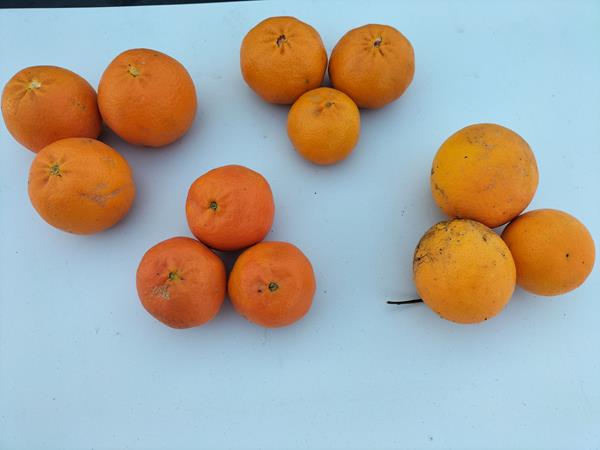 Tangera Biológica, Preço: 1,59 €/kg | Loja da Reforma Agrária