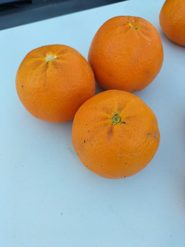 Tangera Biológica, Preço: 1,59 €/kg | Loja da Reforma Agrária