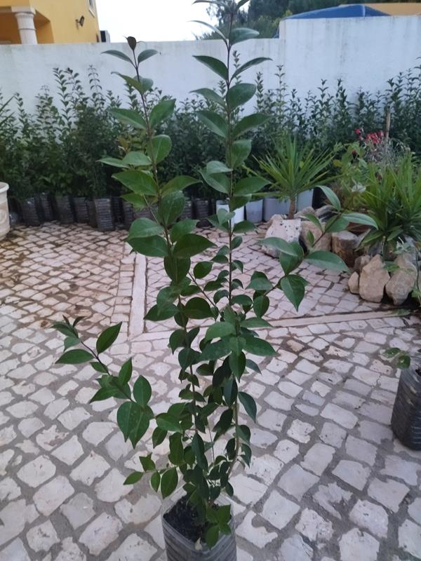Arbusto vedação, sebe, árvore - Ligustrum japonicum, Preço: 4,00 €/un ...