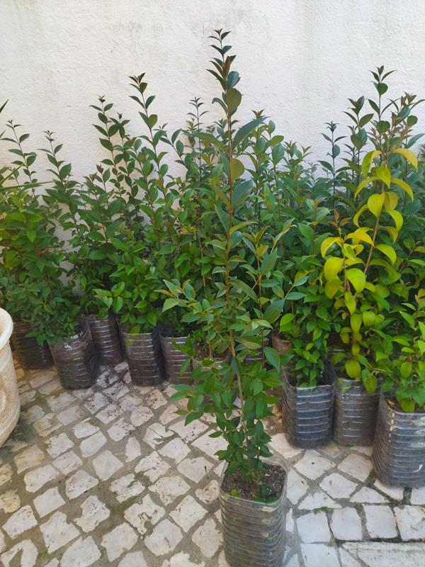 Arbusto vedação, sebe, árvore - Ligustrum japonicum, Preço: 4,00 €/un ...