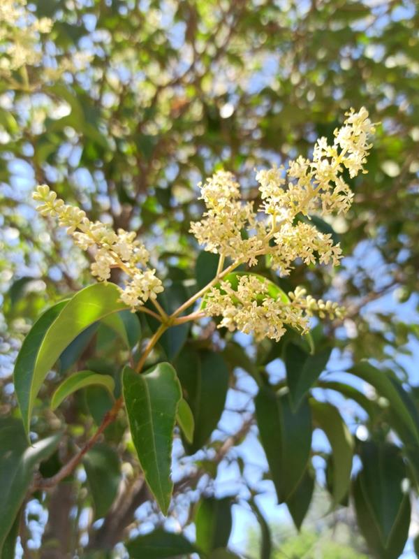 Arbusto vedação, sebe, árvore - Ligustrum japonicum, Preço: 6,50 €/un ...