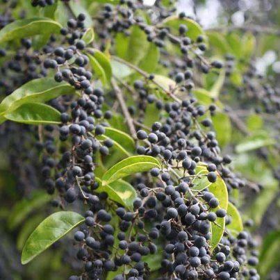 Arbusto vedação, sebe, árvore - Ligustrum japonicum, Preço: 6,50 €/un ...