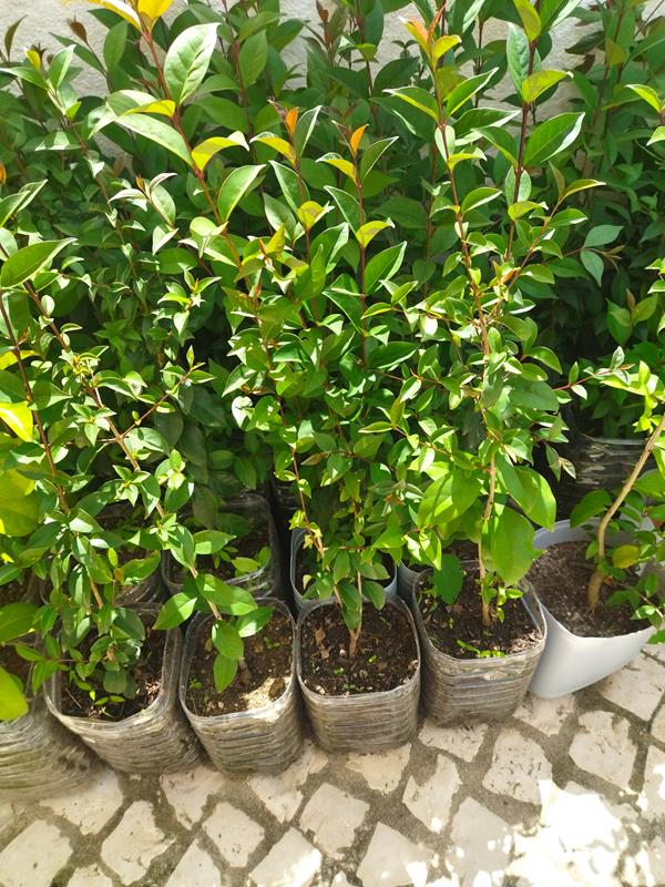 Arbusto vedação, sebe, árvore - Ligustrum japonicum, Preço: 4,00 €/un ...