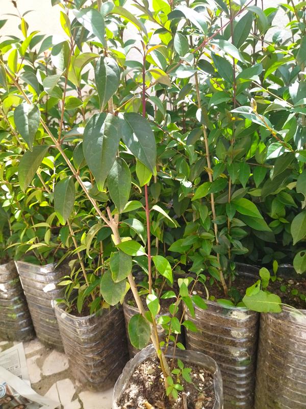 Arbusto vedação, sebe, árvore - Ligustrum japonicum, Preço: 4,00 €/un ...