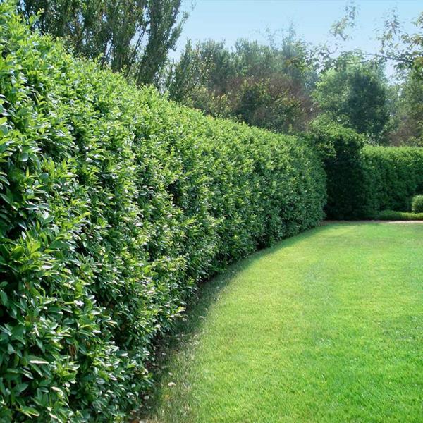 Arbusto vedação, sebe, árvore - Ligustrum japonicum, Preço: 6,50 €/un ...