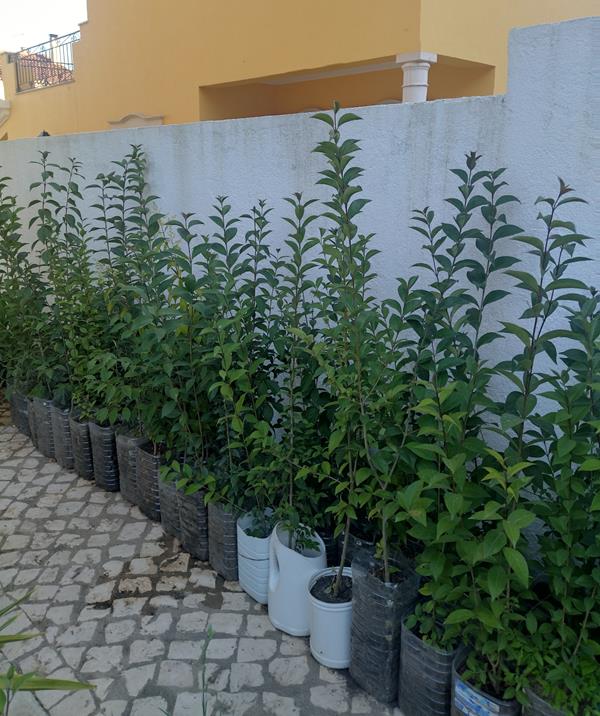 Arbusto vedação, sebe, árvore - Ligustrum japonicum, Preço: 4,00 €/un ...