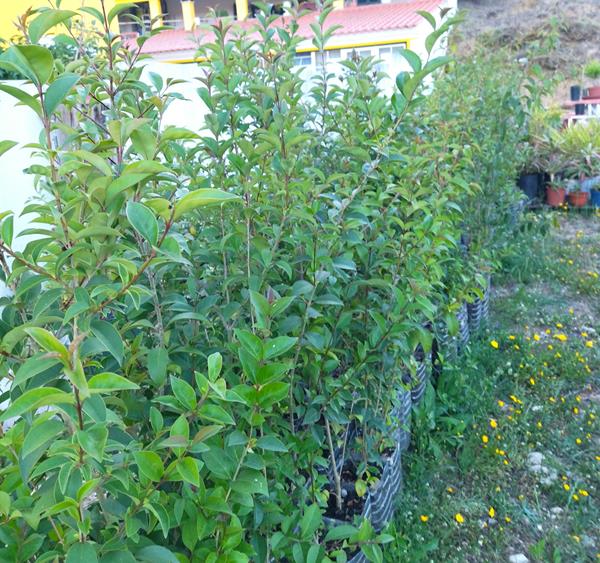 Arbusto vedação, sebe, árvore - Ligustrum japonicum, Preço: 6,50 €/un ...