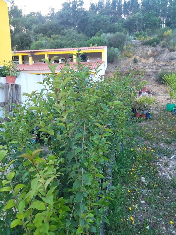 Arbusto vedação, sebe, árvore - Ligustrum japonicum, Preço: 5,00 €/un ...