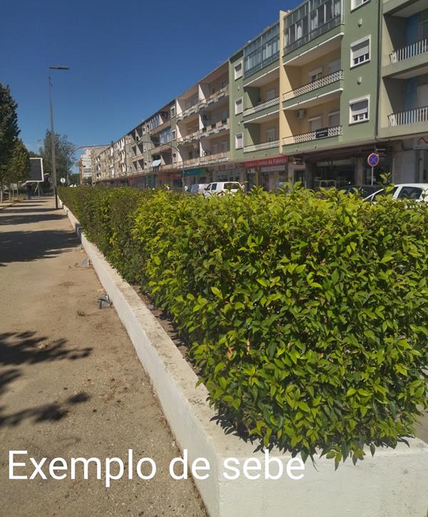 Arbusto vedação, sebe, árvore - Ligustrum japonicum, Preço: 6,50 €/un ...