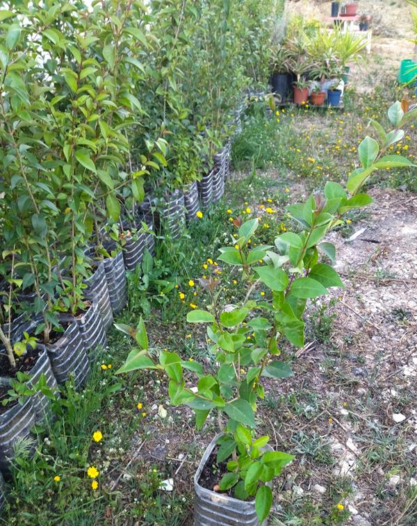 Arbusto vedação, sebe, árvore - Ligustrum japonicum, Preço: 5,00 €/un ...