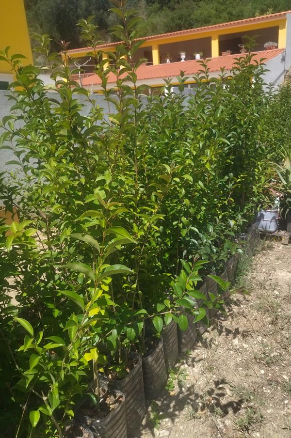 Arbusto vedação, sebe, árvore - Ligustrum japonicum, Preço: 6,50 €/un ...
