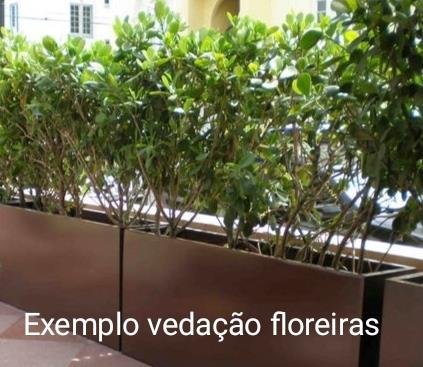 Arbusto vedação, sebe, árvore - Ligustrum japonicum, Preço: 6,50 €/un ...
