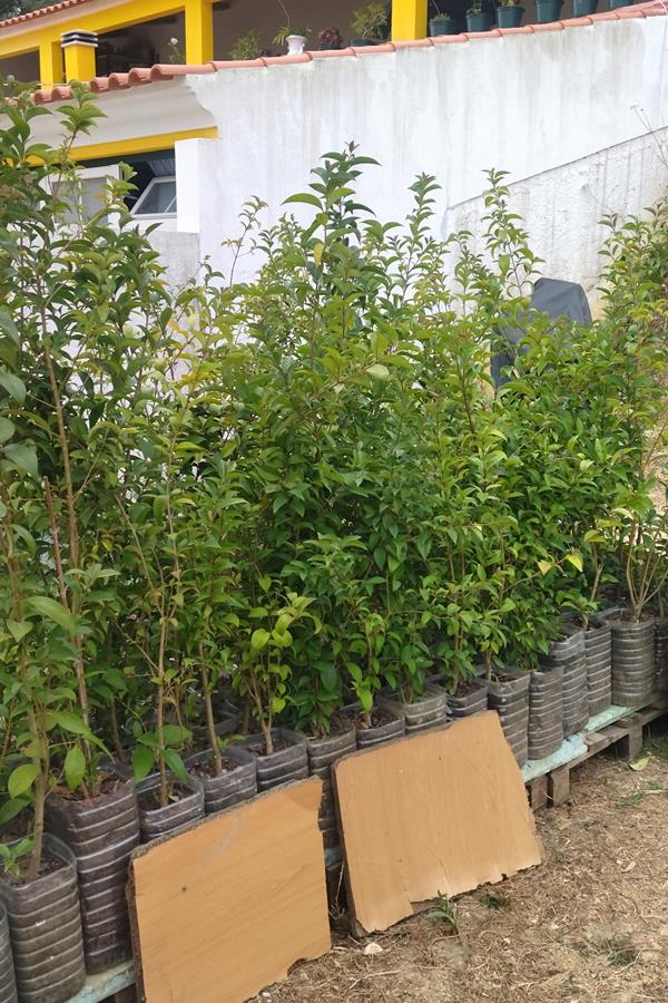 Arbusto vedação, sebe, árvore - Ligustrum japonicum (clonado), Preço: 6 ...