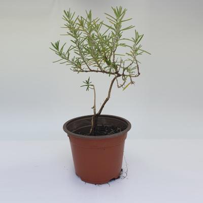 Alecrim Rasteiro, Preço: 0,28 €/un | Loja da Reforma Agrária