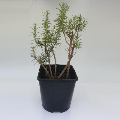 Alecrim Rasteiro, Preço: 0,28 €/un | Loja da Reforma Agrária